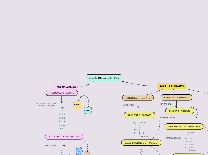 CICLO DE LA PENTOSA - Mind Map