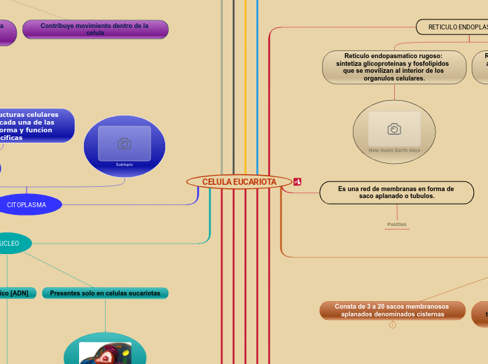 CELULA EUCARIOTA - Mind Map