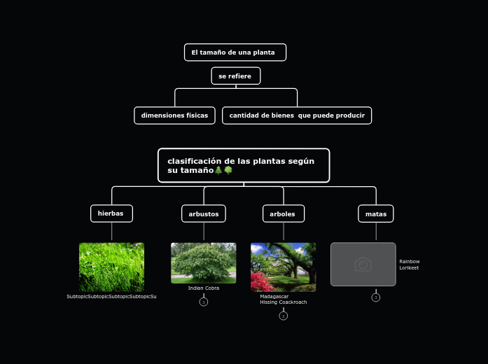 clasificación de las plantas según su tama...- Mind Map