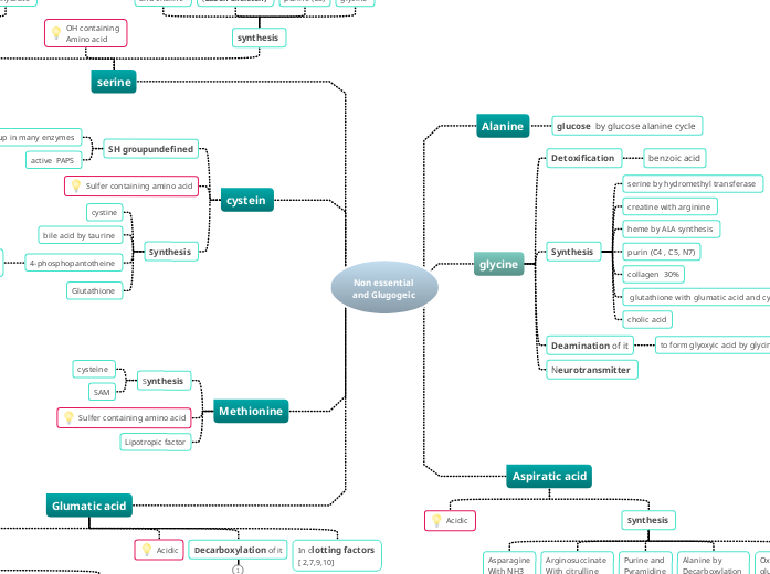 Non essential -and Glugogeic - Mind Map