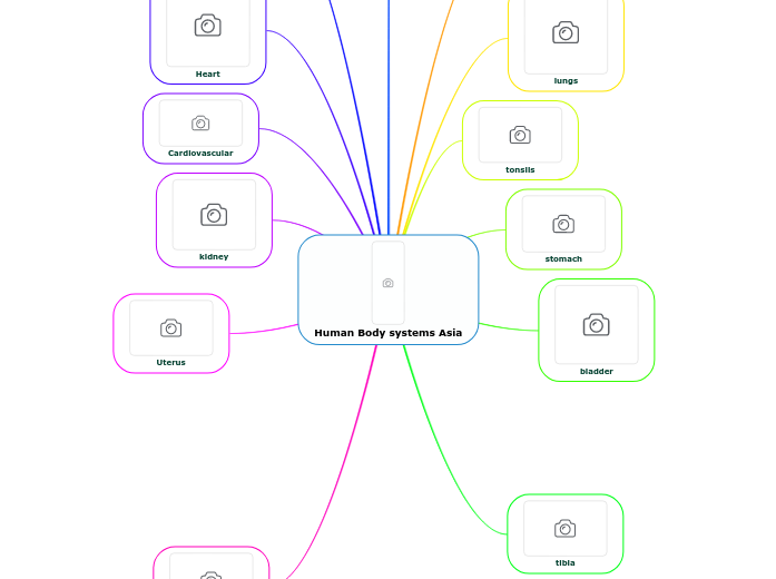 Human Body systems Asia - Mind Map