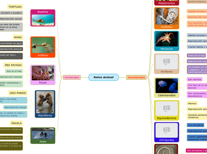 Reino Animal - Mind Map