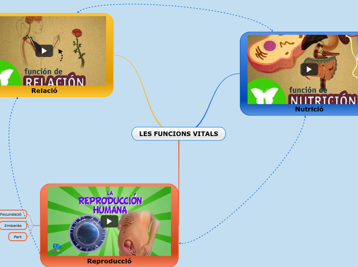 LES FUNCIONS VITALS - Mind Map