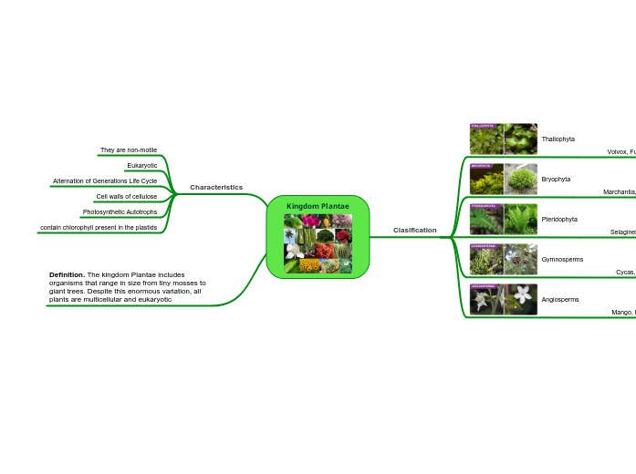 Kingdom Plantae Diagram
