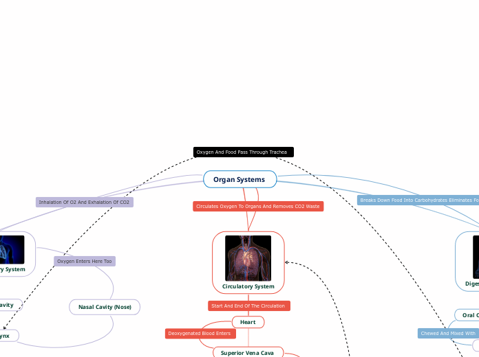 Organ Systems - Mind Map