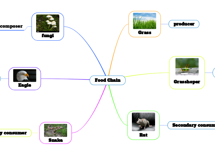 Food Chain - Mind Map