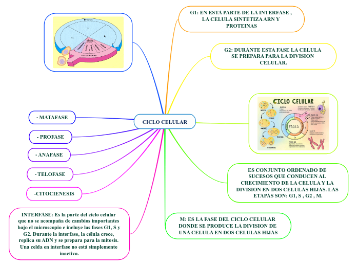 CICLO CELULAR - Mind Map