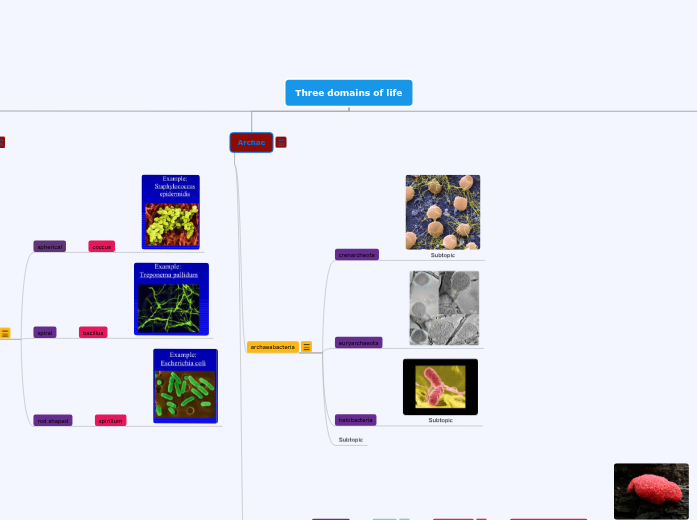 bio - Mind Map