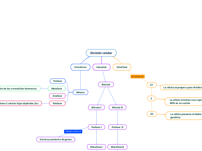 División celular - Mind Map