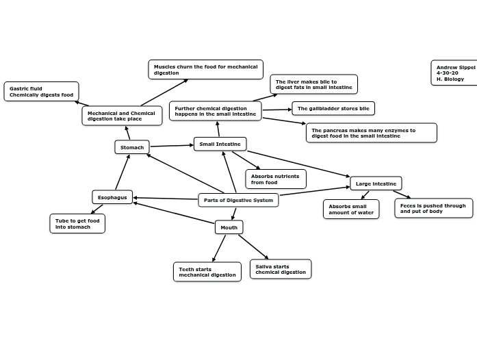 Parts of Digestive System - Mind Map