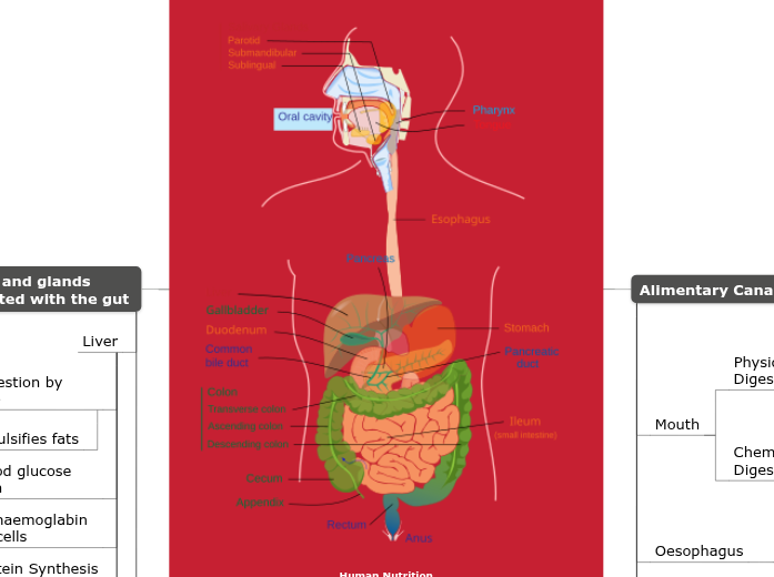 Human Nutrition - Mind Map
