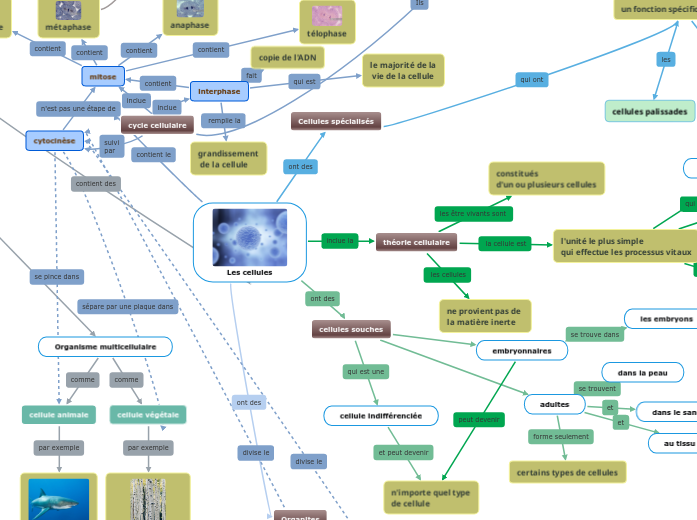 Les cellules - Mind Map