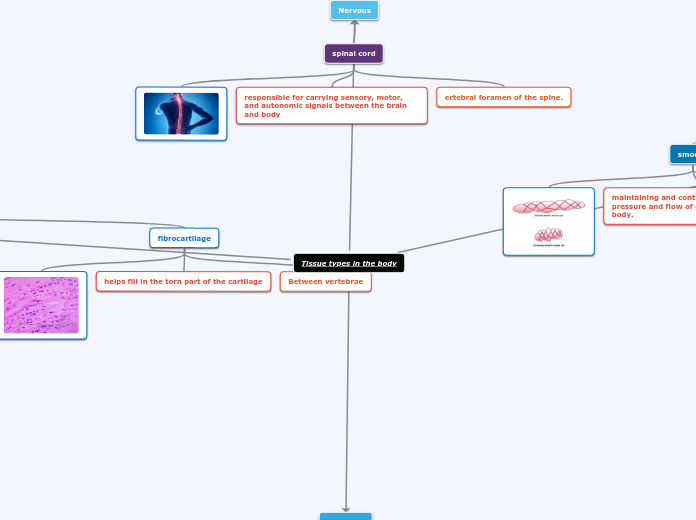 Tissue types in the body - Mind Map