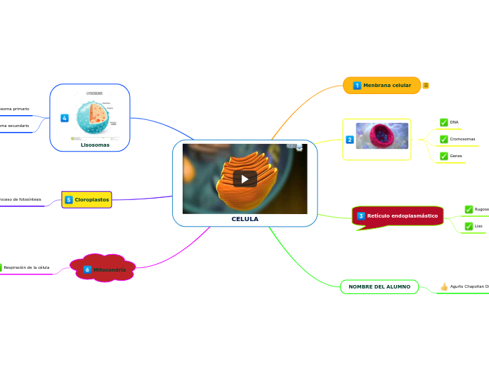 CELULA - Mind Map