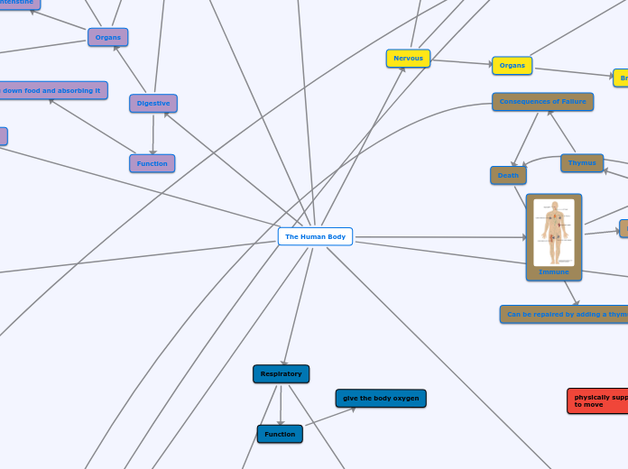 The Human Body - Mind Map