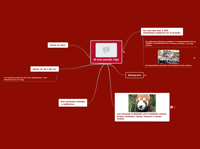 Mapa Conceptual Del Oso Panda - hayes