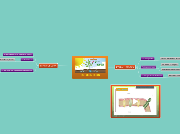FOTOSÍNTESIS - Mind Map