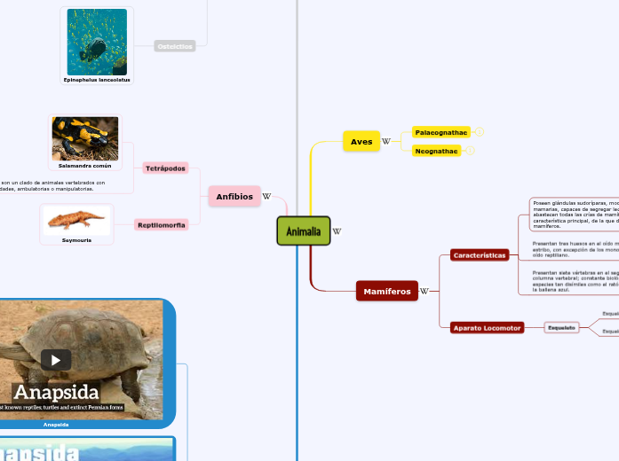 Animalia - Mind Map
