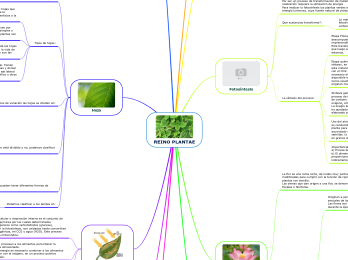 REINO PLANTAE - Mind Map