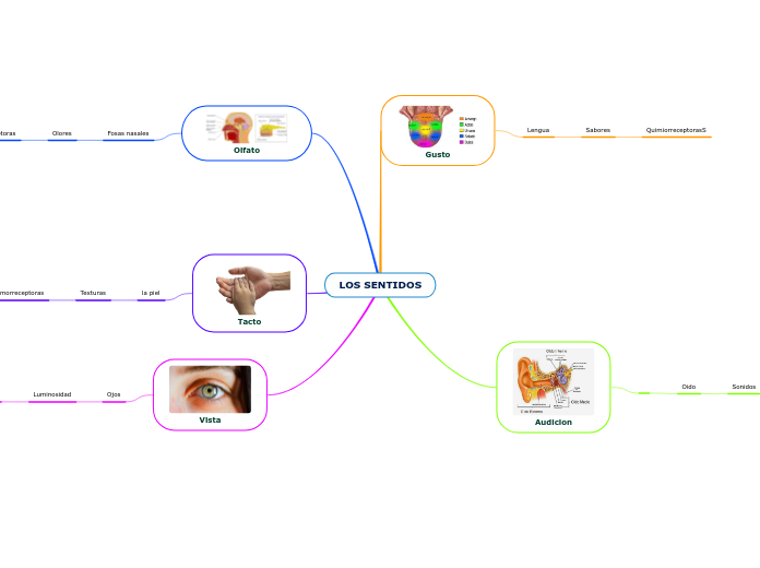 LOS SENTIDOS - Mind Map