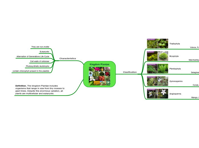 Kingdom Plantae - Mind Map