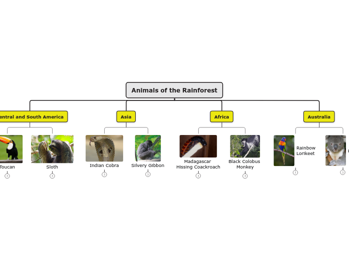 Animals of the Rainforest - Mind Map