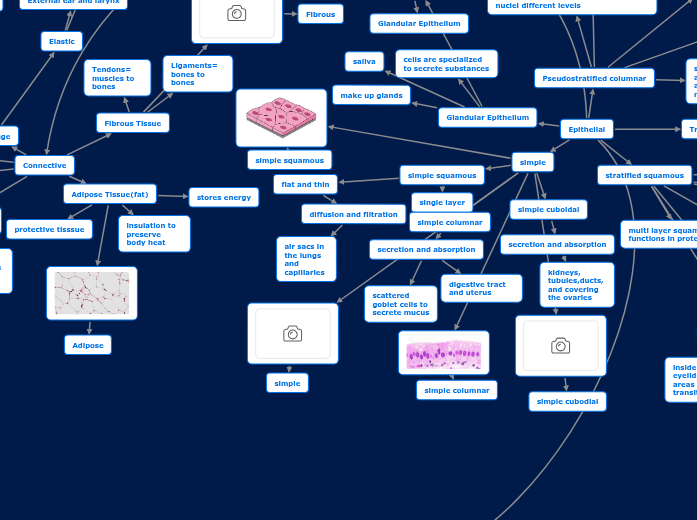 Epithelial - Mind Map