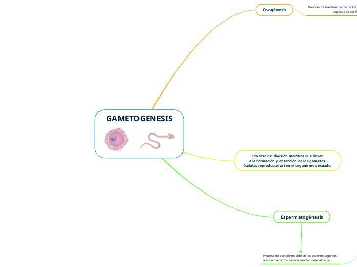 GAMETOGENESIS - Mind Map