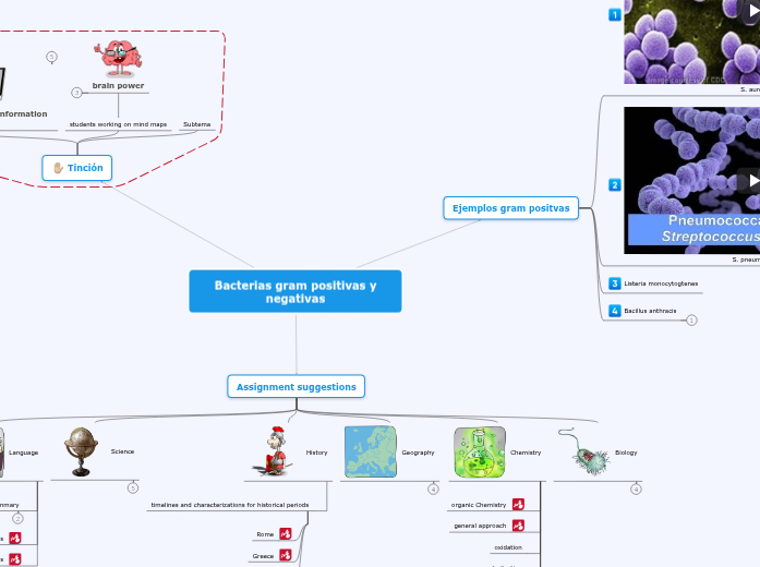 Bacterias gram positivas y negativas - Mind Map