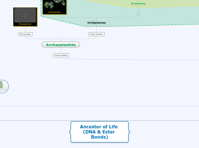 PhylogenticTree - Mind Map