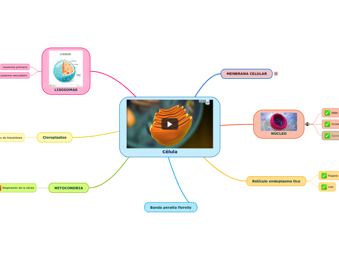 Célula - Mind Map