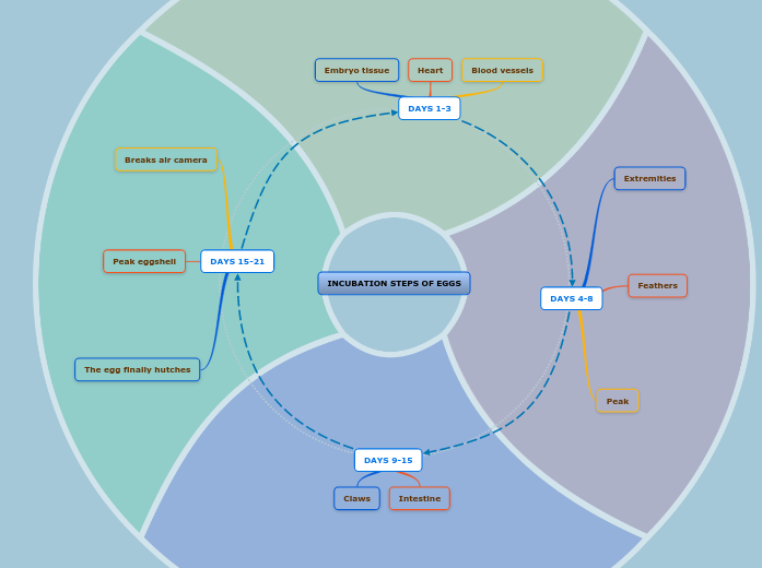 INCUBATION STEPS OF EGGS - Mind Map