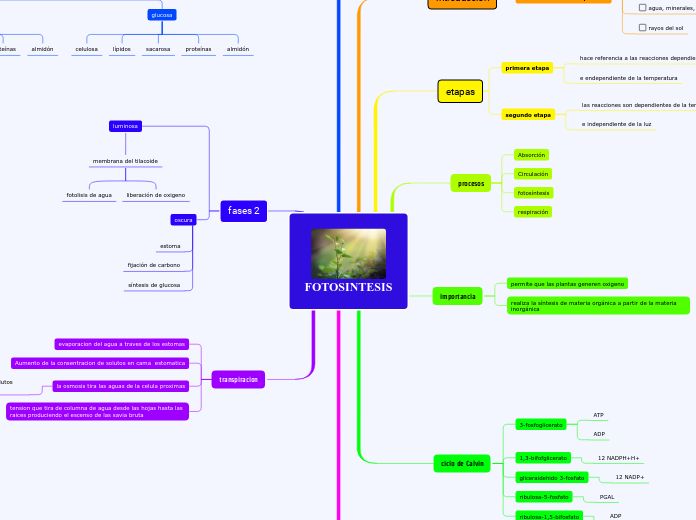 FOTOSINTESIS - Mind Map