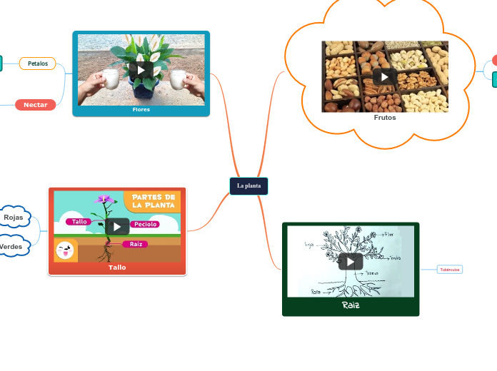 La planta - Mind Map