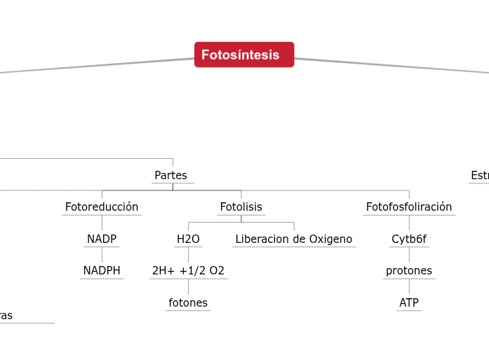 fotosintesis - Mind Map