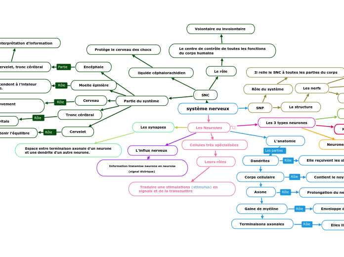 système nerveux - Mind Map