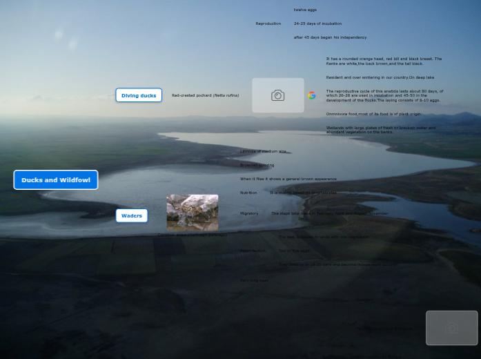 Ducks and wildfowl - Mind Map