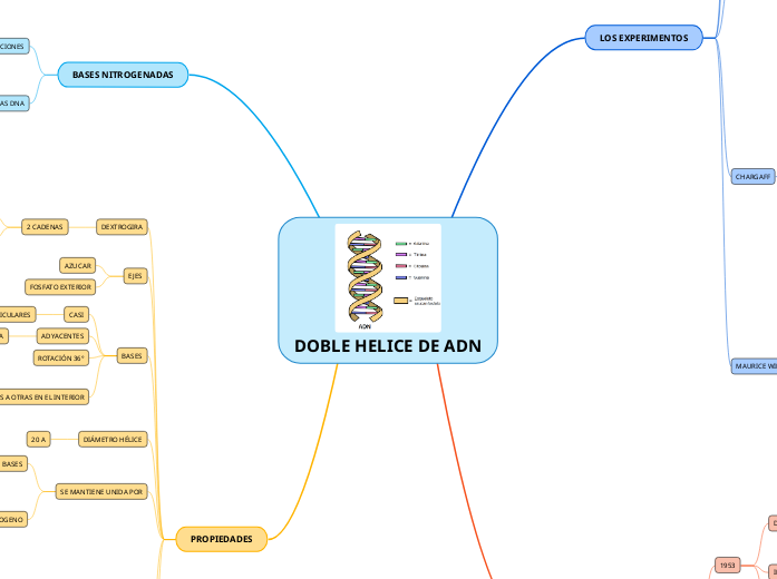 DOBLE HELICE DE ADN - Mind Map