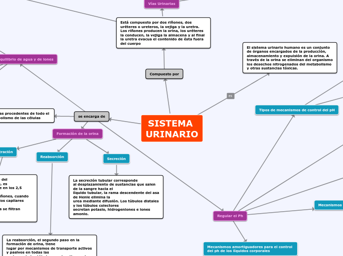 SISTEMA URINARIO - Mind Map