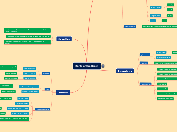 Parts of the Brain - Mind Map