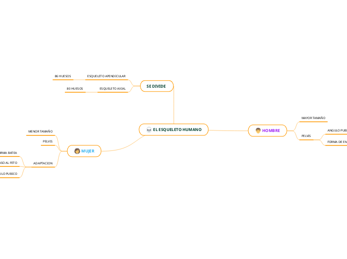 EL ESQUELETO HUMANO - Mind Map