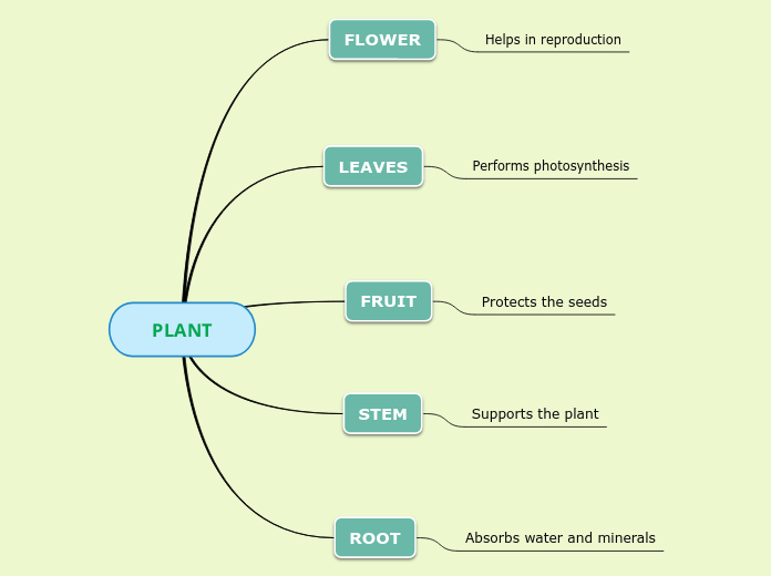 Parts of a Plant - Mind Map