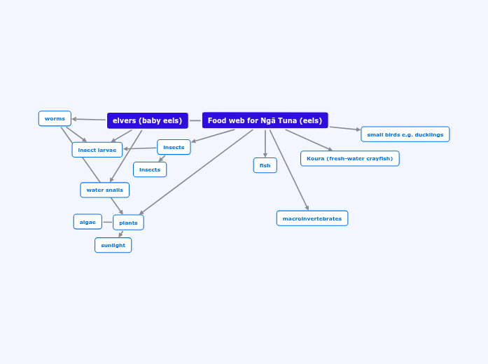 eels food web - Concept Map