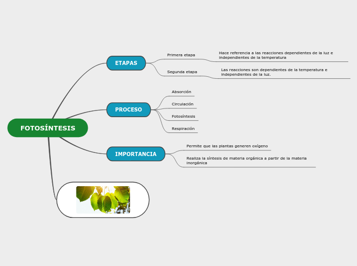FOTOSÍNTESIS - Mind Map