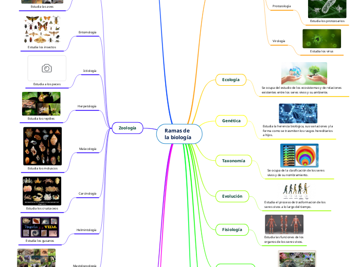 Ramas de la biología - Mind Map
