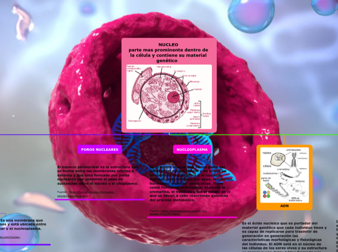 NUCLEO parte mas prominente dentro de la ...- Mind Map