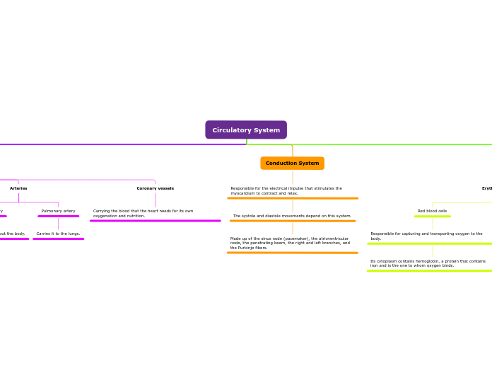 Circulatory System - Mind Map