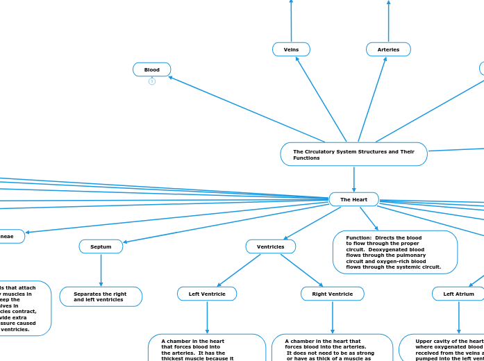 The Circulatory System Structures and Thei...- Mind Map