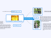 Cultura Muisca - Mind Map