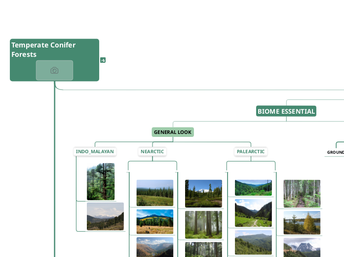 Temperate Conifer Forests - Mind Map